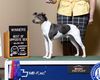 Rat Terrier - The Breed Archive