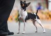 Rat Terrier - The Breed Archive