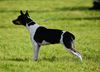 Rat Terrier - The Breed Archive