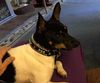 Rat Terrier - The Breed Archive